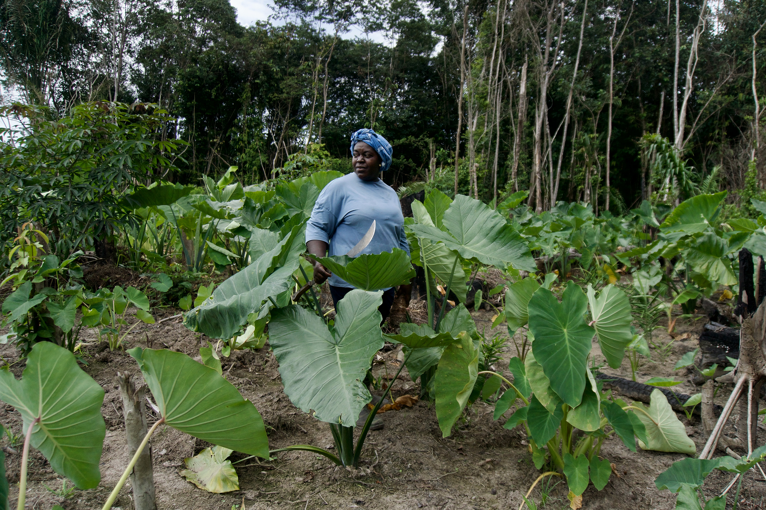 Achter het broodje pom schuilt een lange koloniale geschiedenis (waar we veel nog niet van weten ...